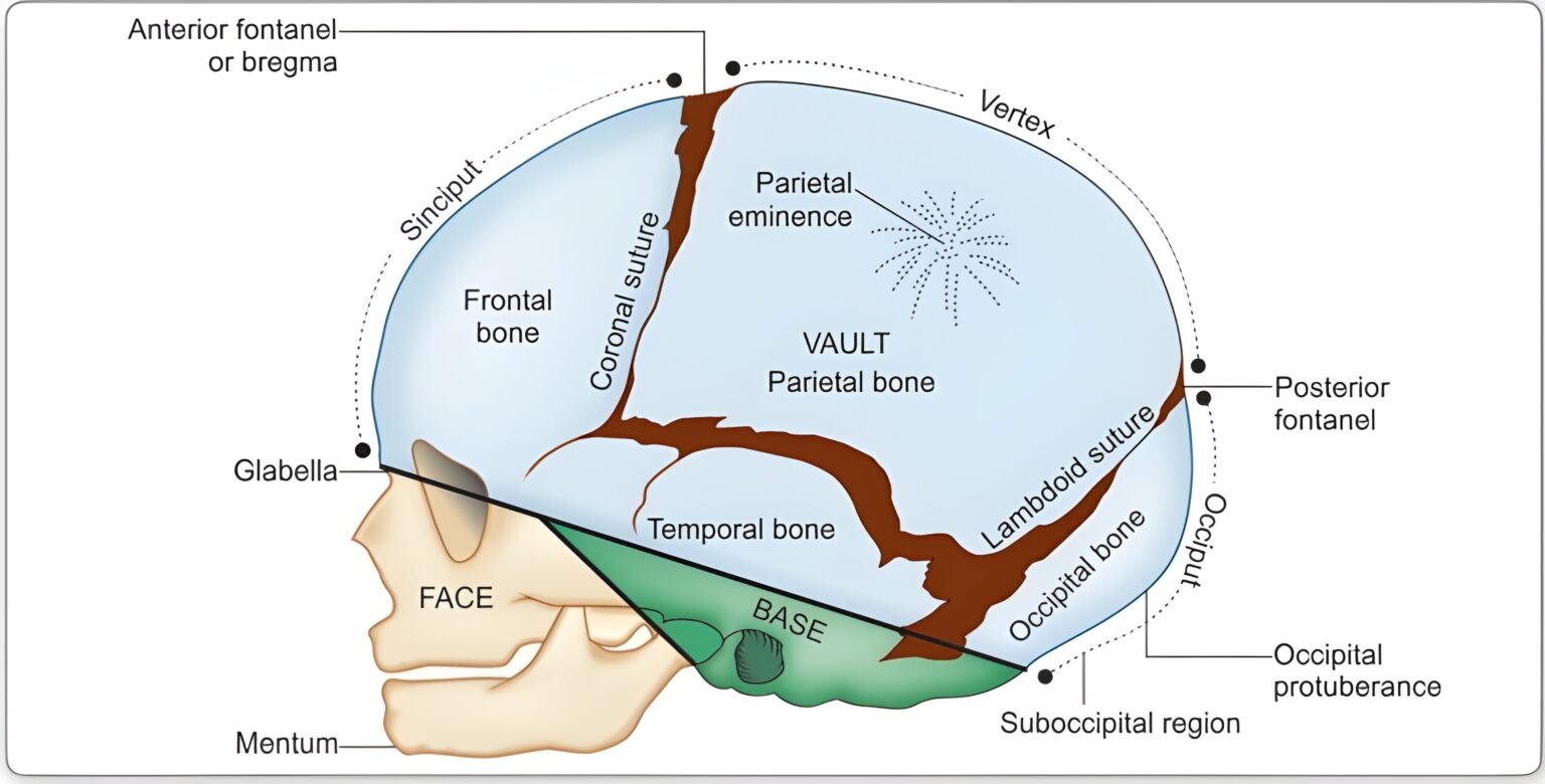 DME.111 THE FETAL SKULL – Nurses Online Discussion